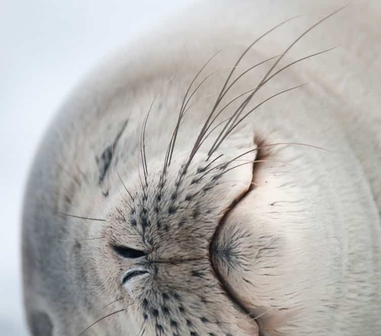 Fifteen candidate IMMAs identified in the Southern Ocean