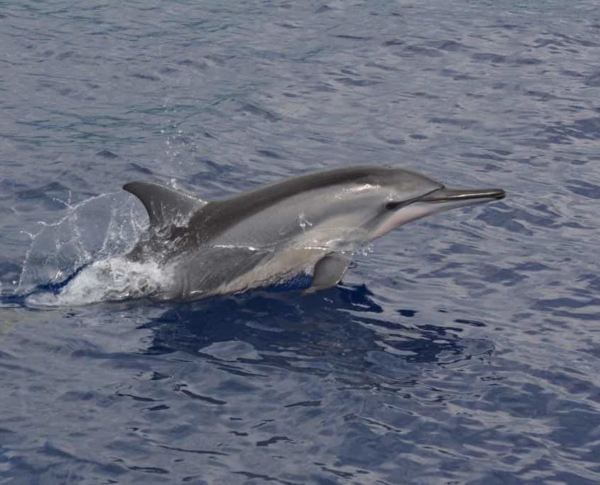 Western Indian Ocean and Arabian Seas Region - Marine Mammal Protected ...
