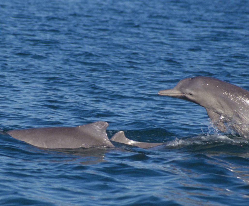 Introducing Important Marine Mammal Areas — the Webinar - Marine Mammal ...
