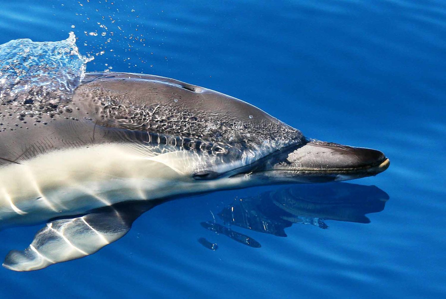 Introducing Important Marine Mammal Areas — the Webinar