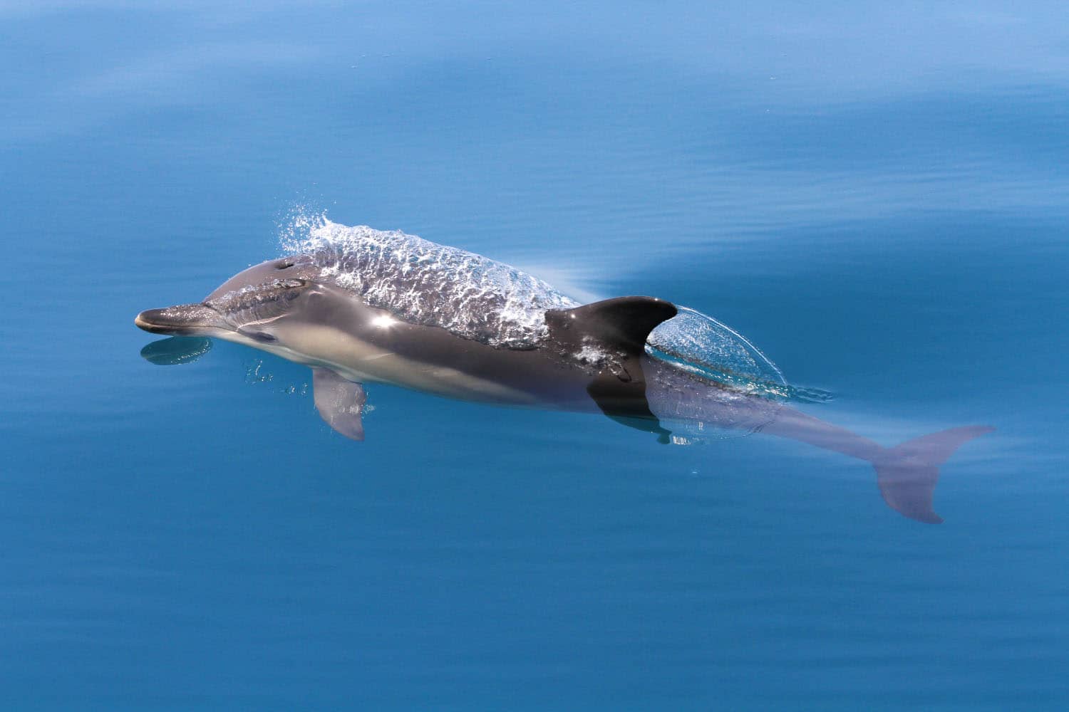 On International Black Sea Action Day, three threatened dolphin and ...