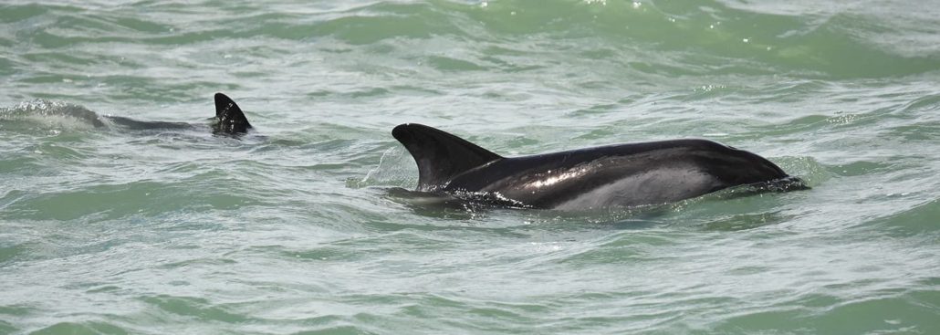 33 new Important Marine Mammal Areas (IMMAs) approved in an expanding ...