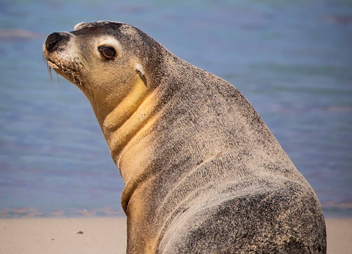 Australia and New Zealand IMMA Factsheets now available online!